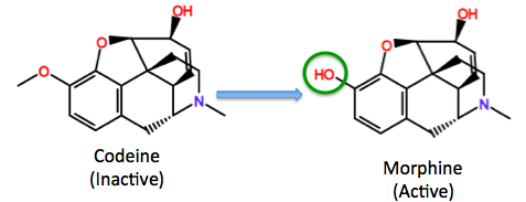 Recognition of Genetic Differences in Opioid Metabolism, Finally | American Council on Science ...